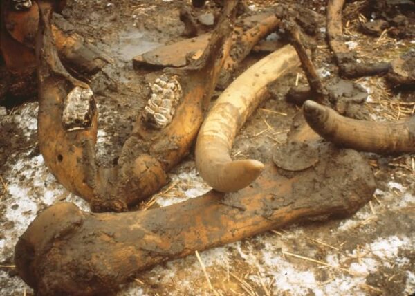 The Burning Tree Mastodon & Ohio's Ice Age - Ross-Chillicothe ...